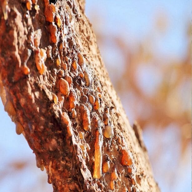 Myrrh (Commiphora Myrrha) | TrustGaia