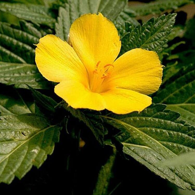 Damiana (Turnera Diffusa) | TrustGaia
